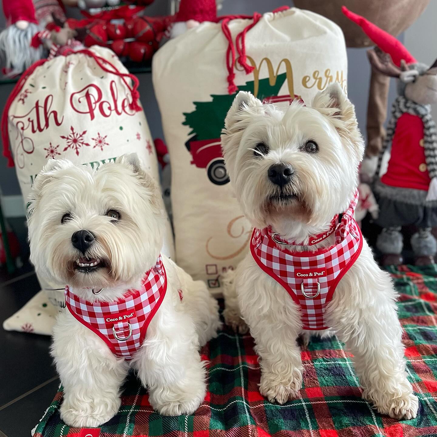 Gingham Red Adjustable Dog Harness