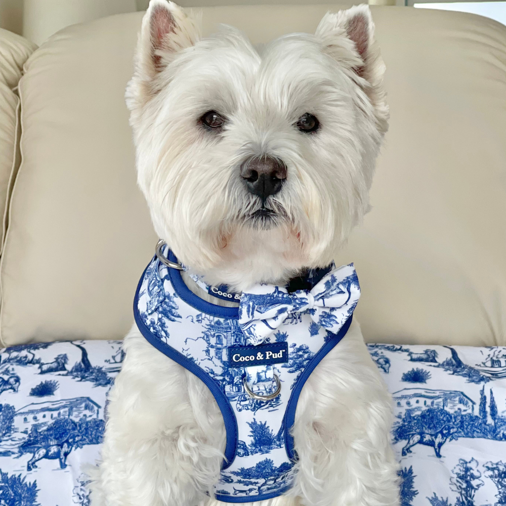Toile de Chien Navy Adjustable Dog Harness