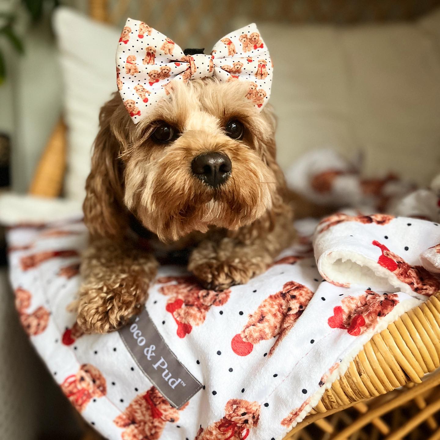 Oodles of Fun Design