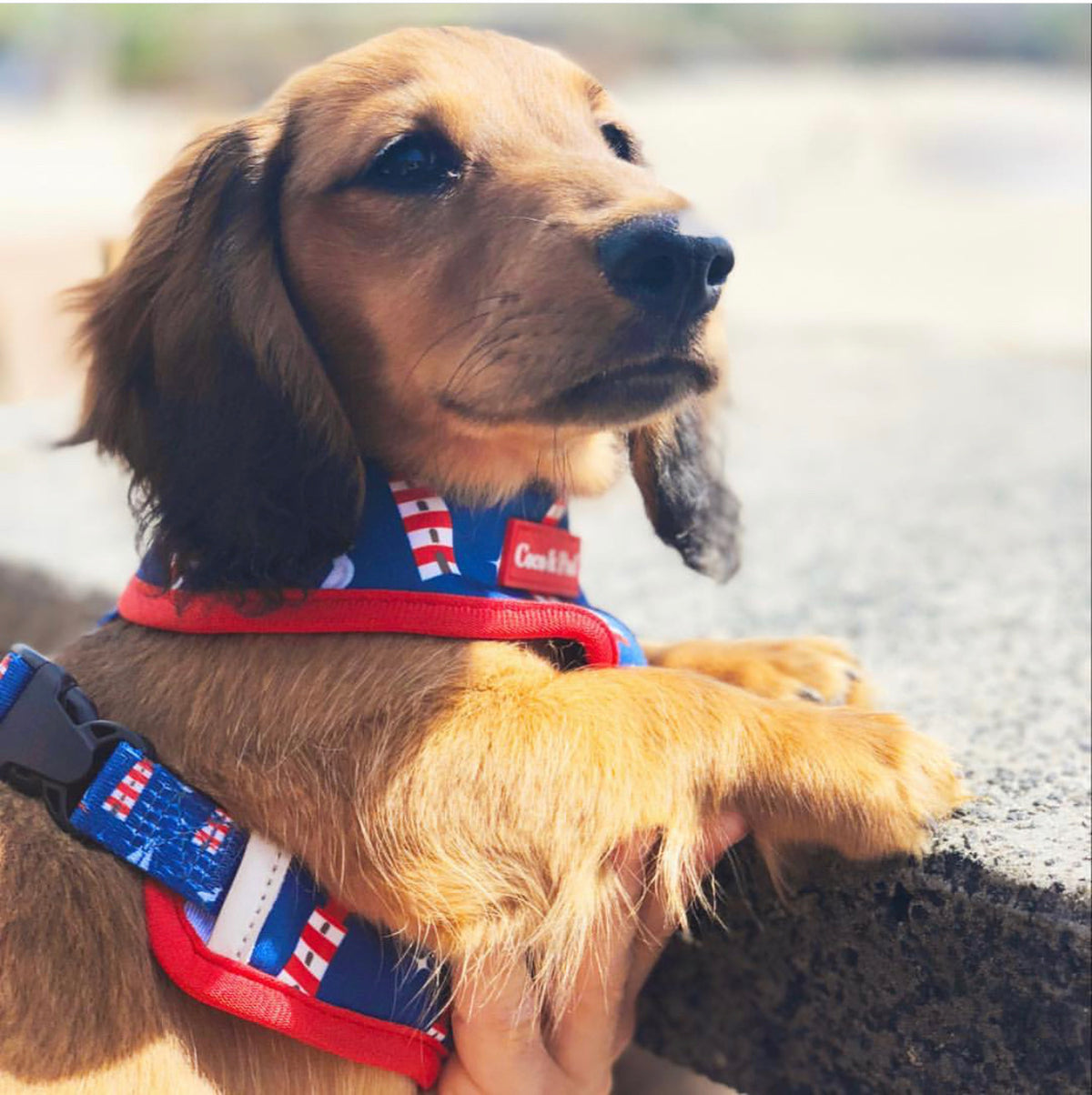Coco & Pud Hamptons Reversible Dog Harness