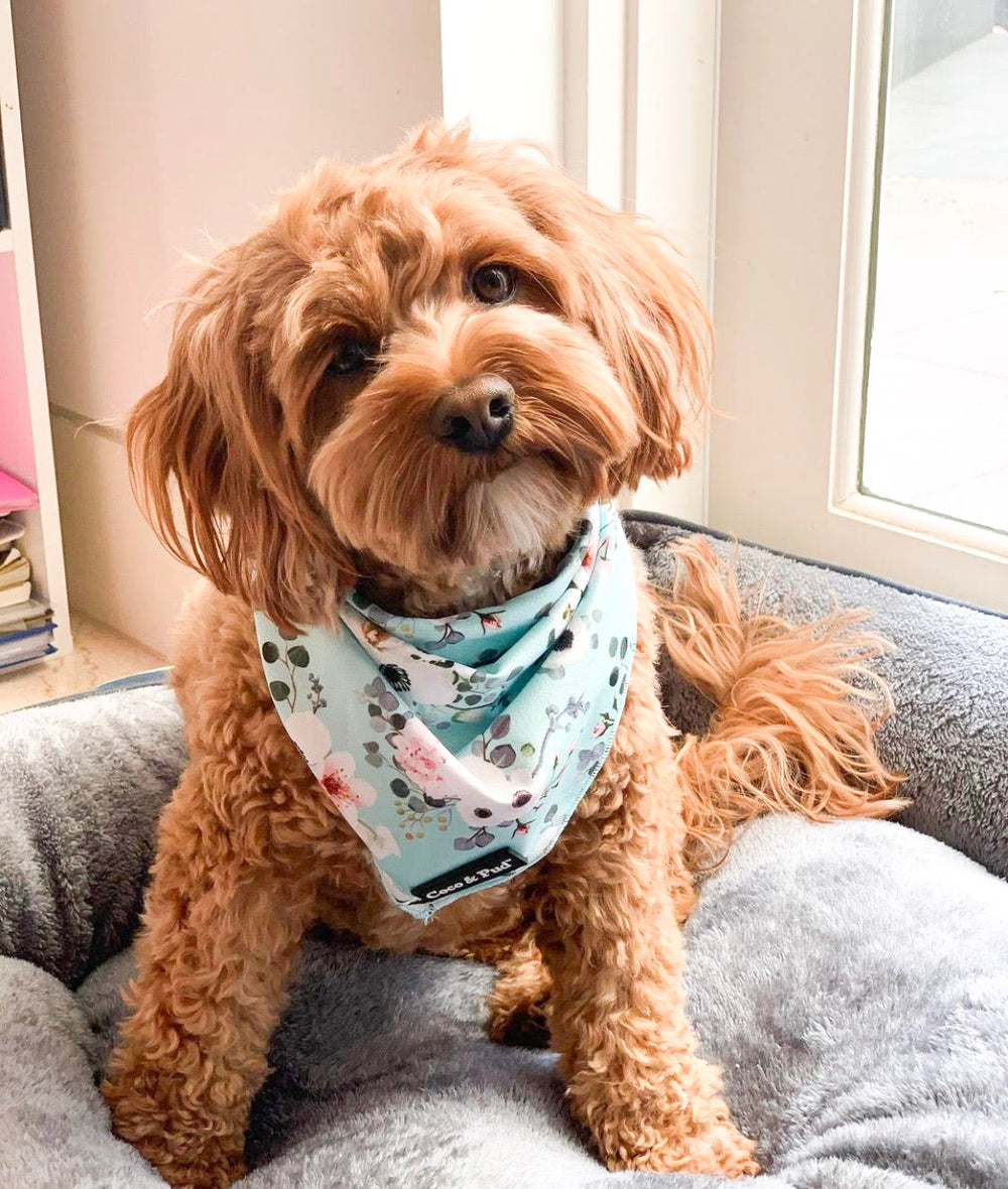 Coco & Pud French Azure Dog Bandana